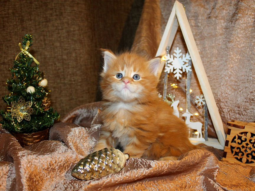 Котята мейн-кун