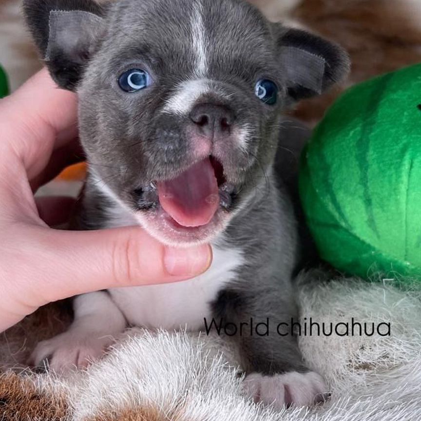 Роскошная Голубая Мини Девочка