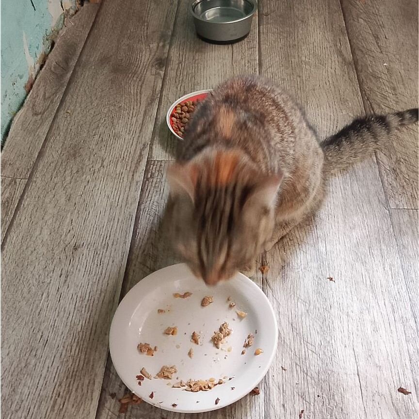 Котёнок в добрые руки