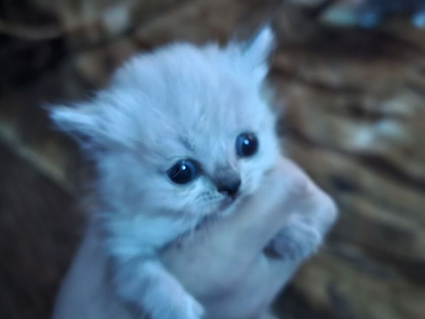 Шотландская прямоушка
