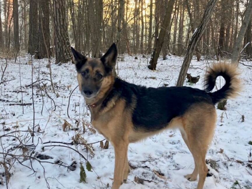 Собаки, мальчик и девочка, ищут передержку или дом