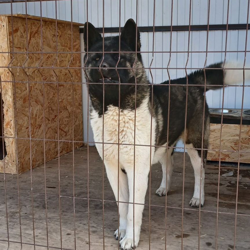 Американская акита