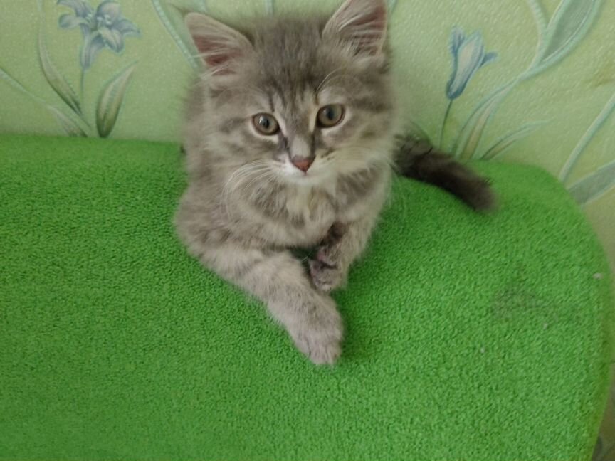 Кошка милая игривая послушная