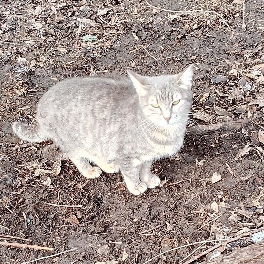 Кошку ждёт улица