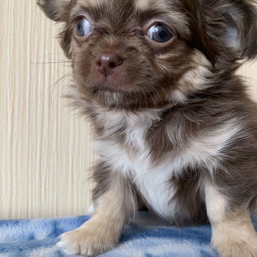 Шоколадный кобелек чихуахуа