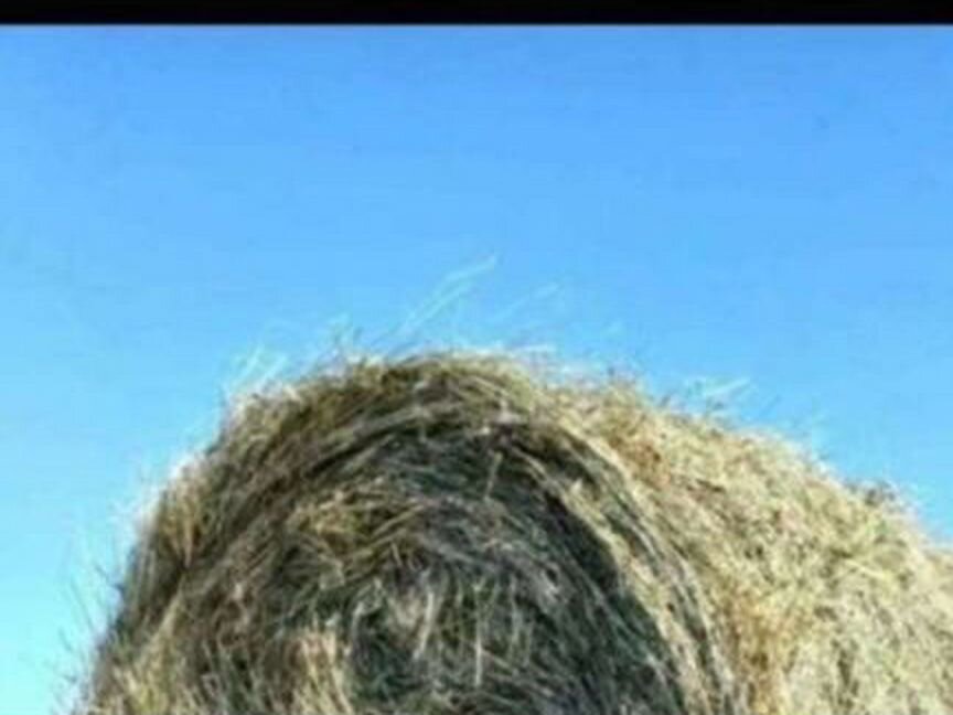 Сено эспарцета в рулонах