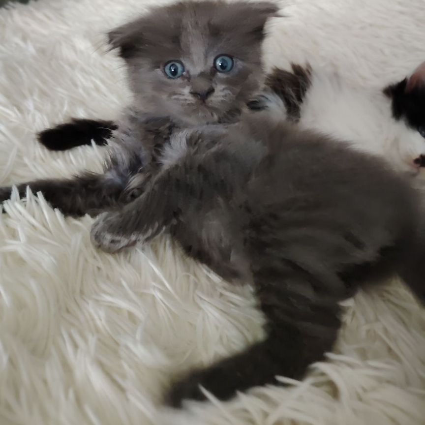 Шотландский вислоухий длинношёрстный котёнок