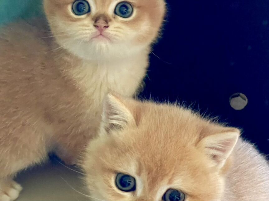 Британская золотая шиншилла