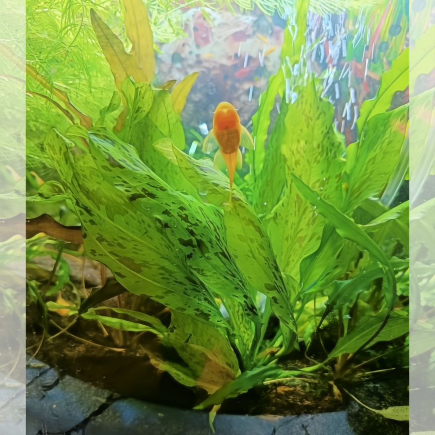 Аквариумные растения