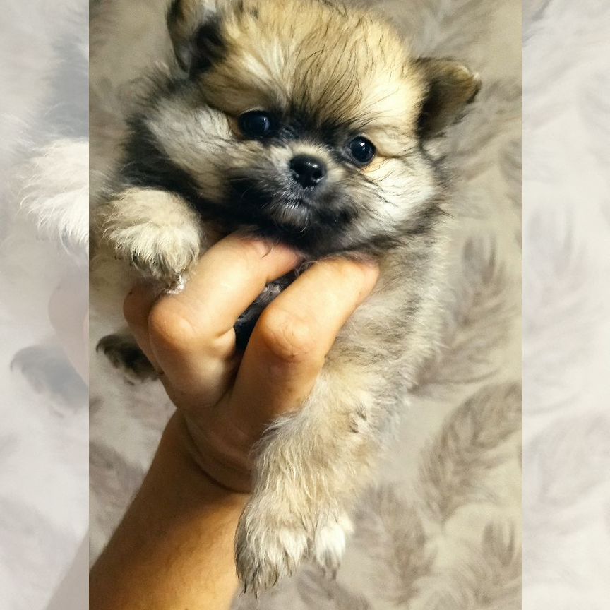Немецкий шпиц, щенок