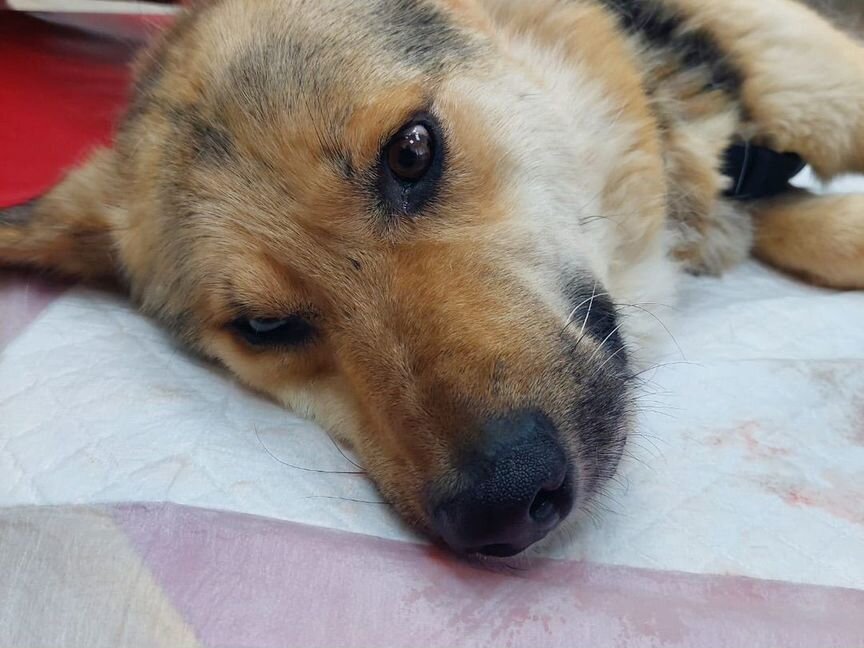 Помогите животным приюта