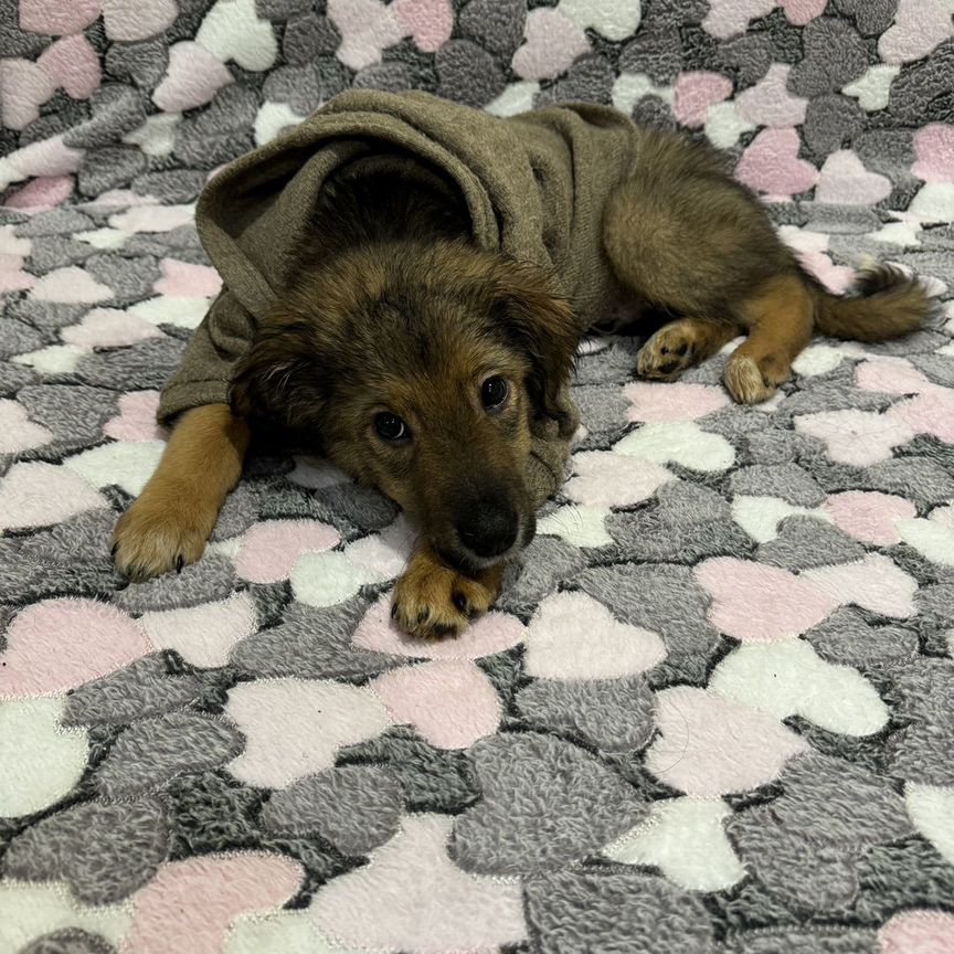 Обычный щенок в добрые руки