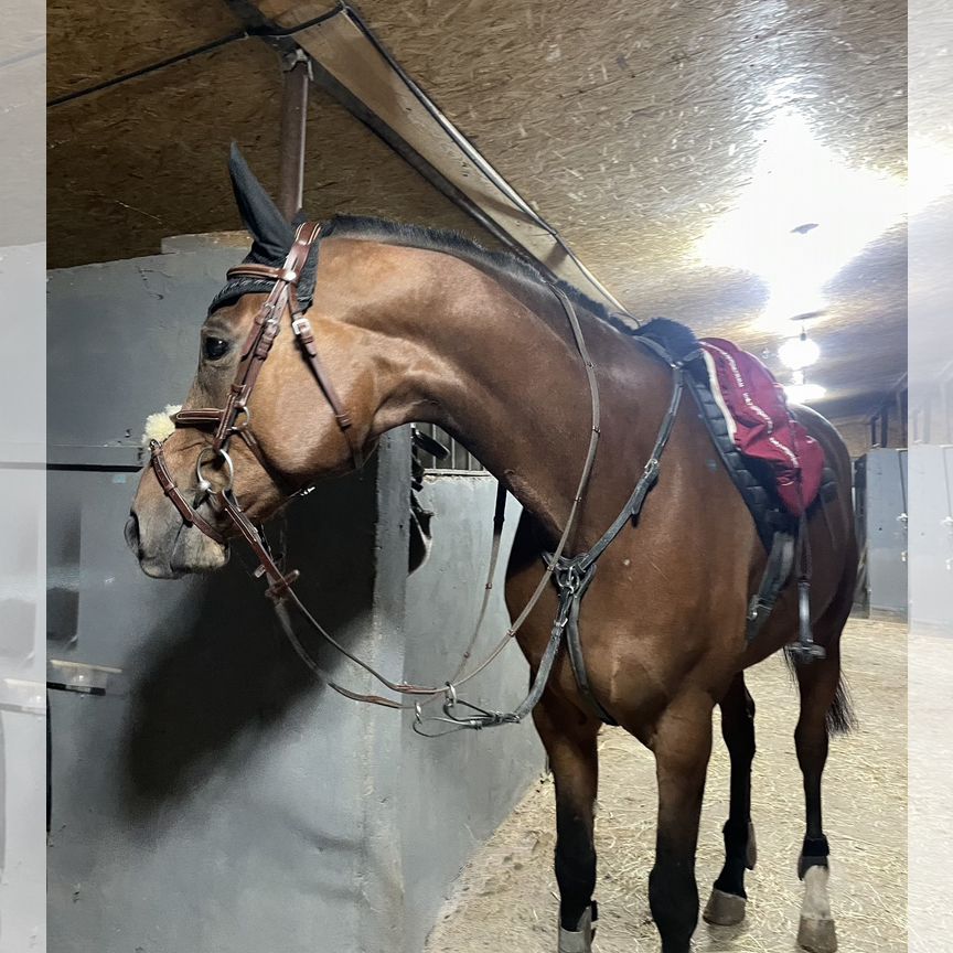 Мексиканская уздечка