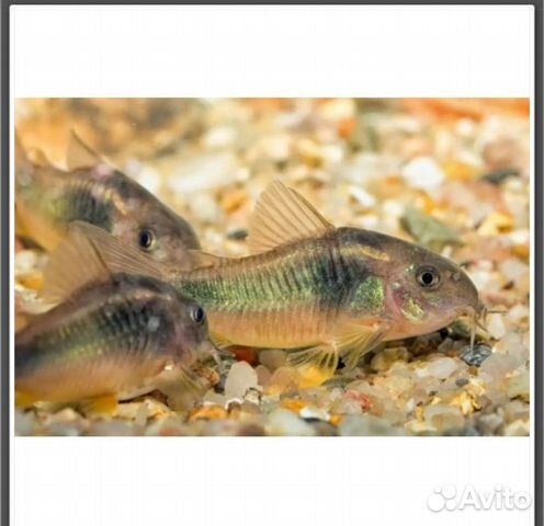 Сом коридорас золотистый