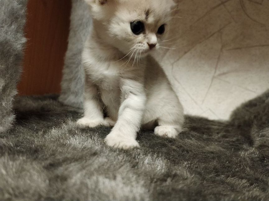 Шотландская вислоухая