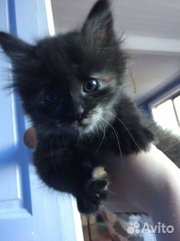 Кошечка боб-тейл Пенелопа осталась одна