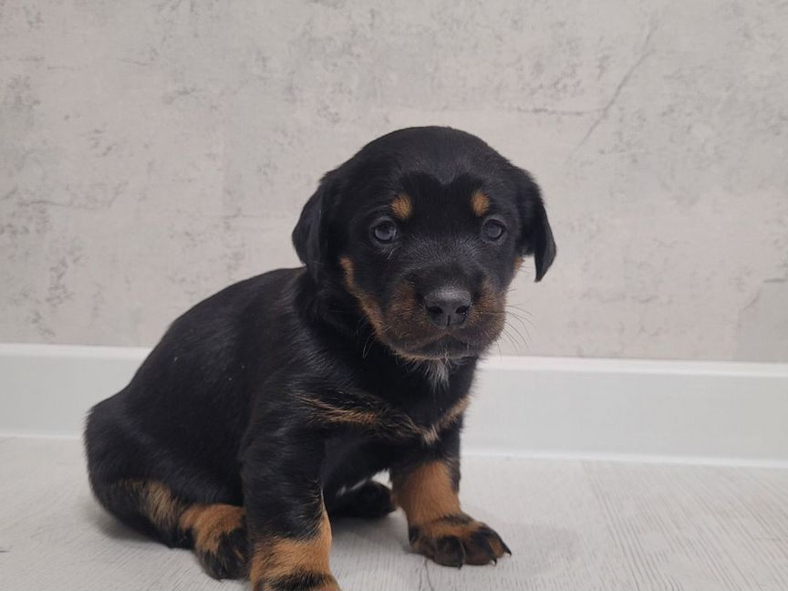 Щенки добермана