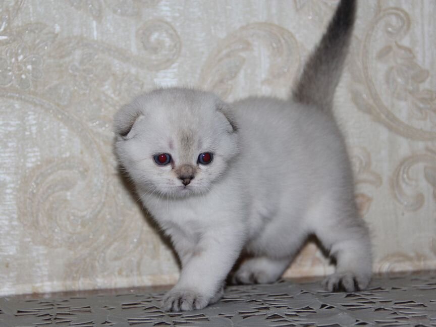 Котик колор пойнт