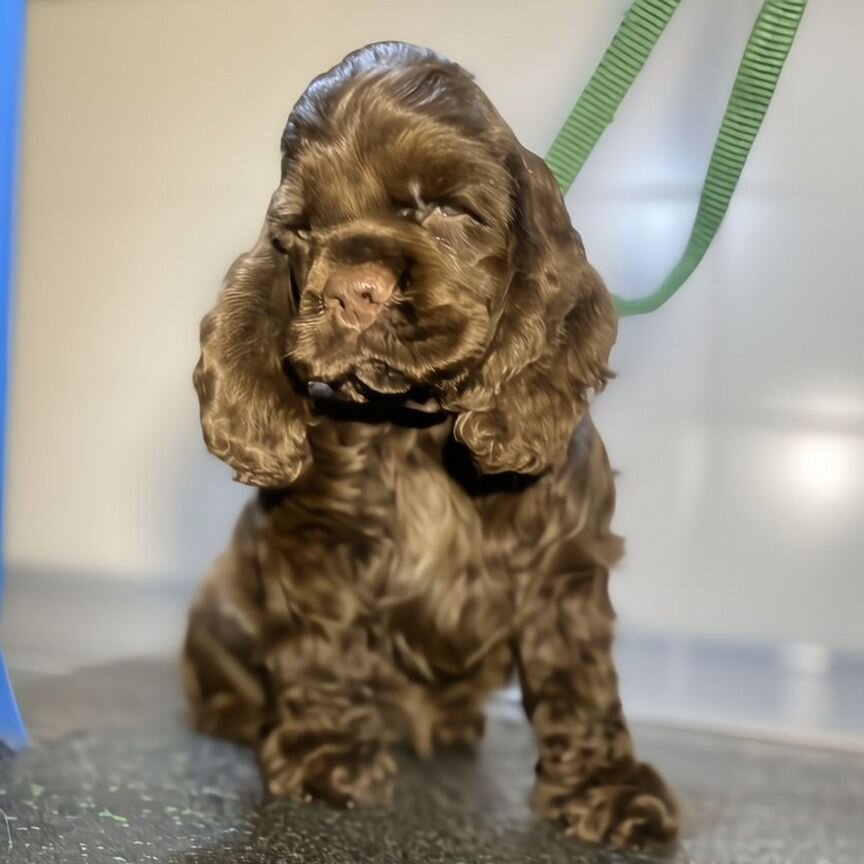 Американский кокер-спаниель, щенок