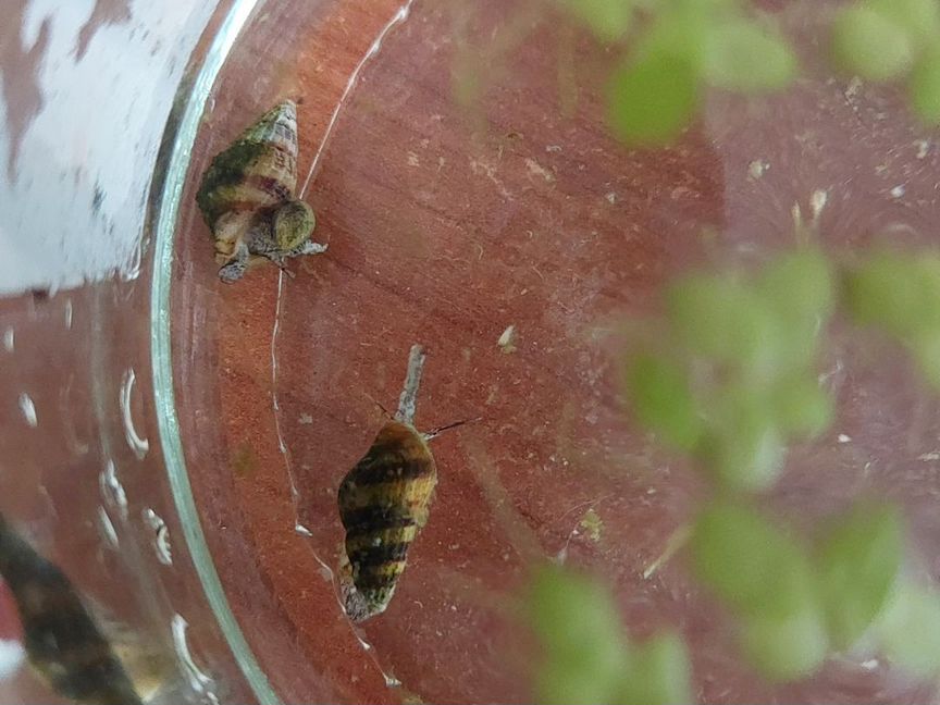 Улитка хелена