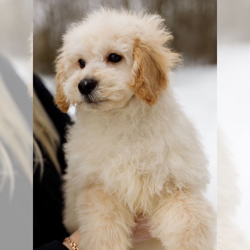 Мальтипу, щенок