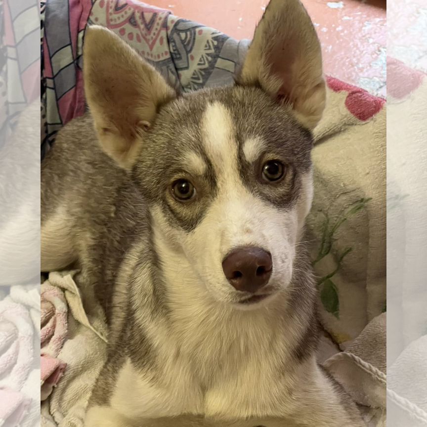 Сибирский хаски, щенок