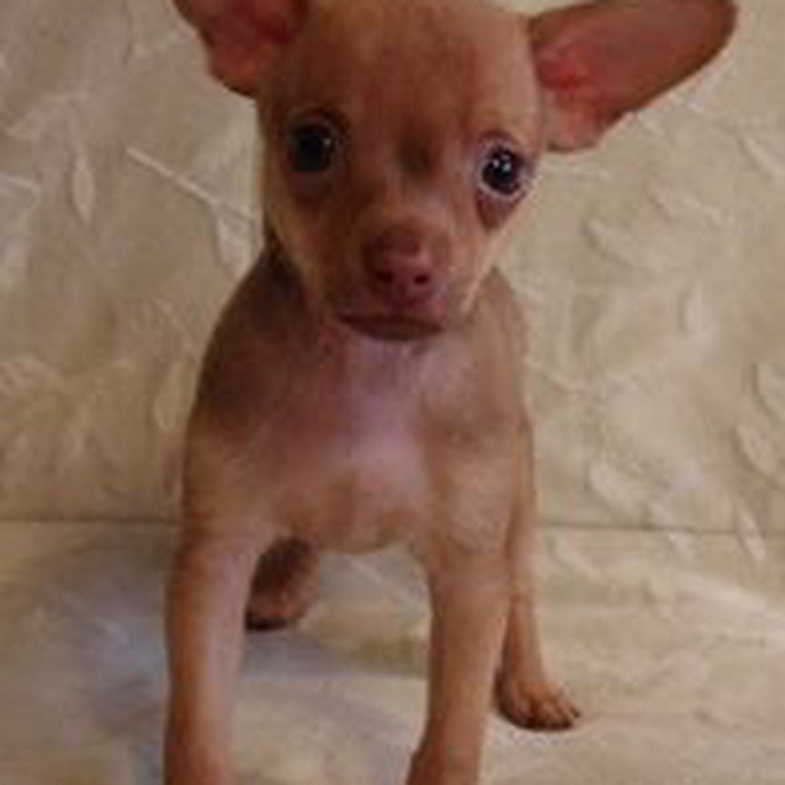 Той терьер принцесса