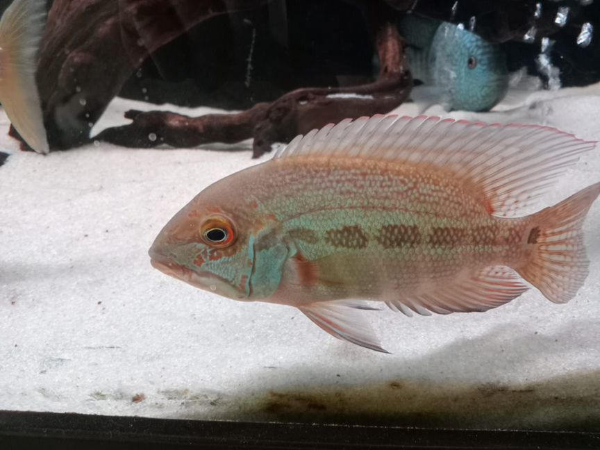 Аквариумная рыбка Пситакус Попугайный