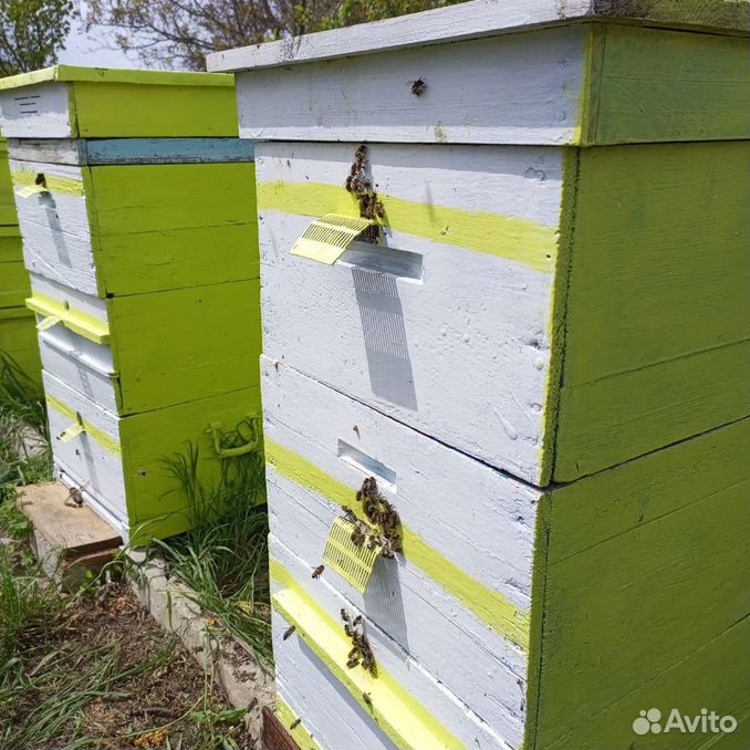 Пчелосемьи с уликам