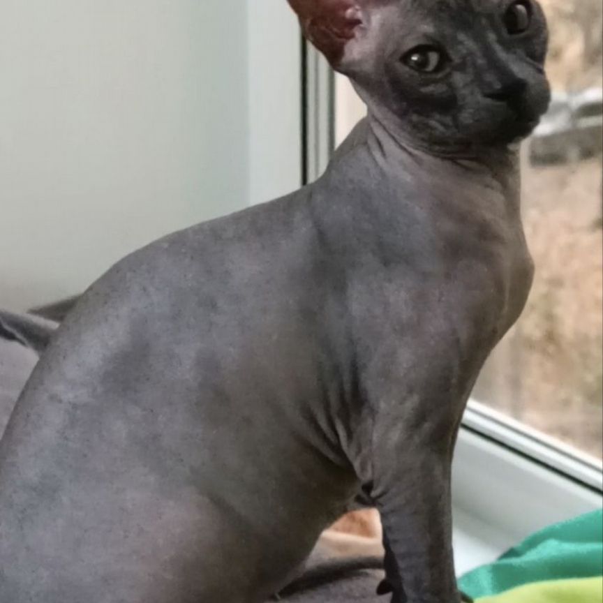 Донской сфинкс котята