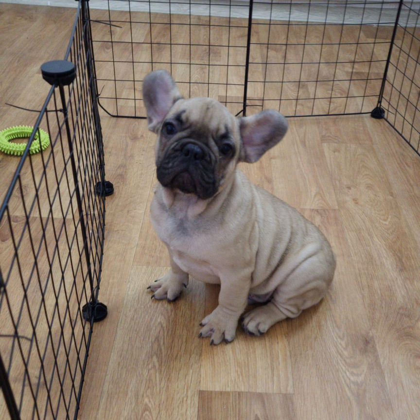 Французский бульдог