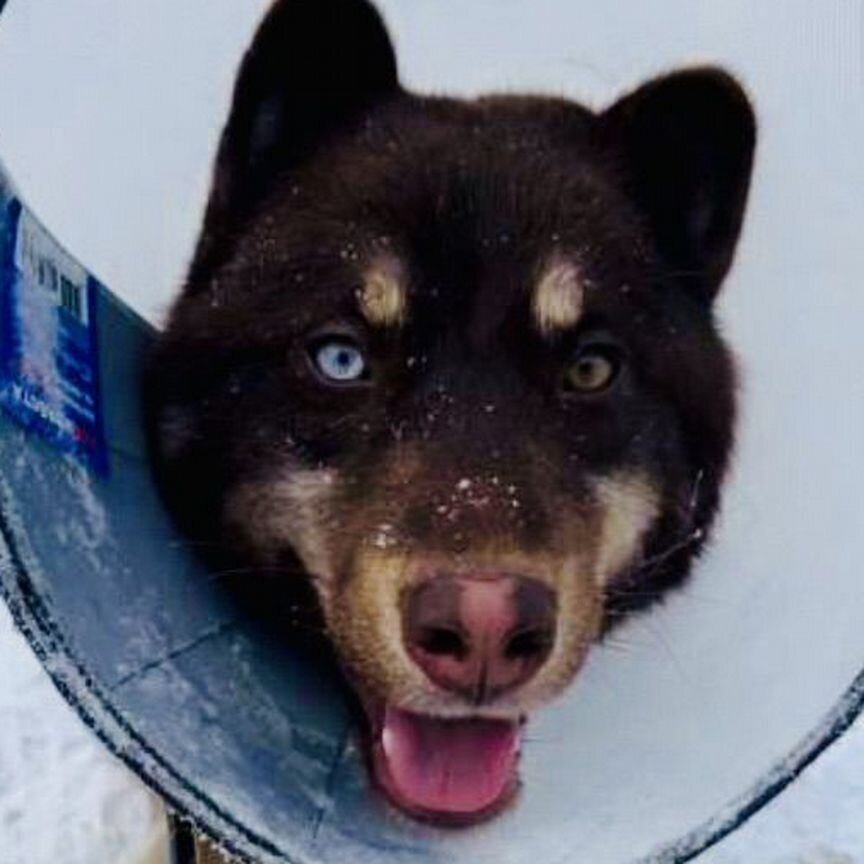 Сибирский хаски, взрослый пёс