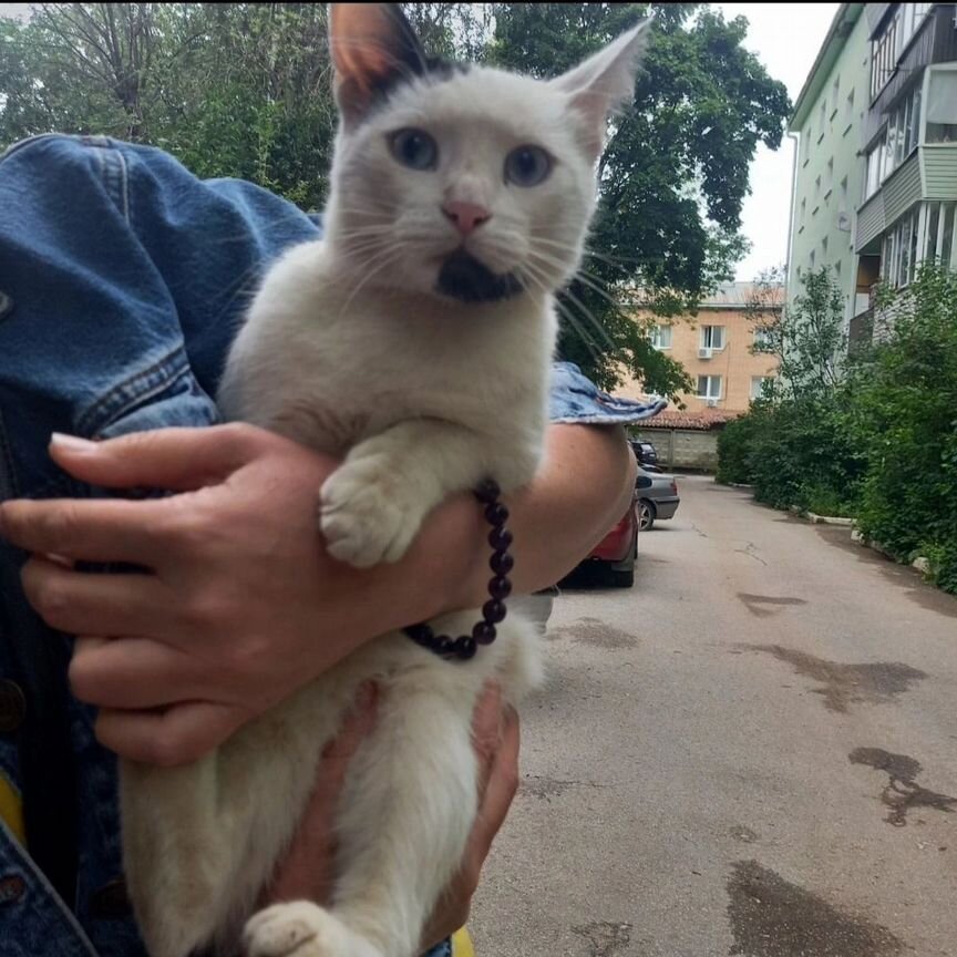 Котик в добрые руки