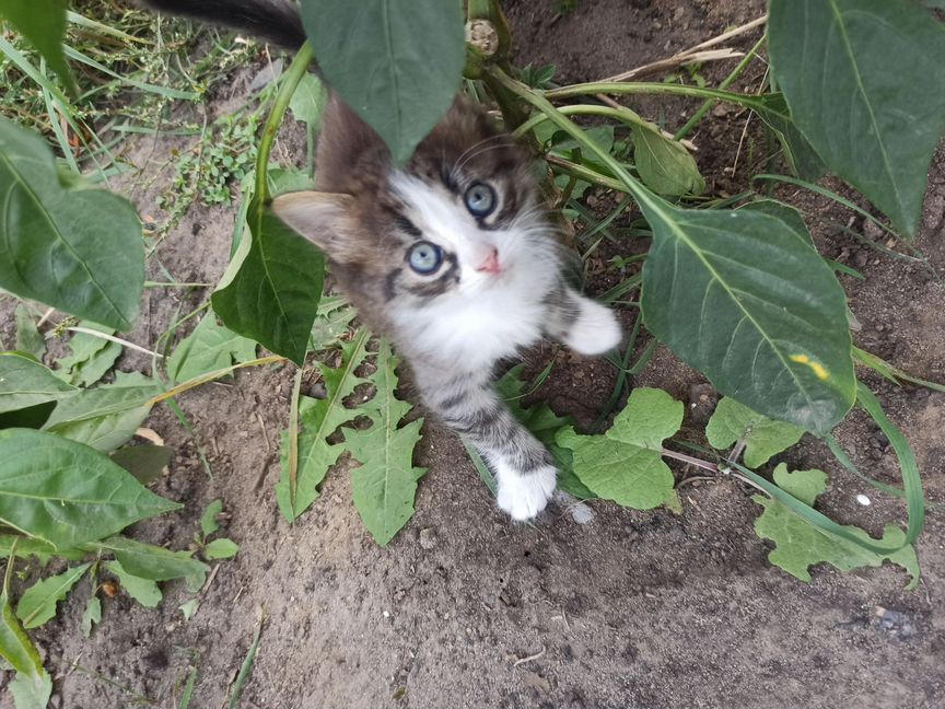 Котята в добрые руки