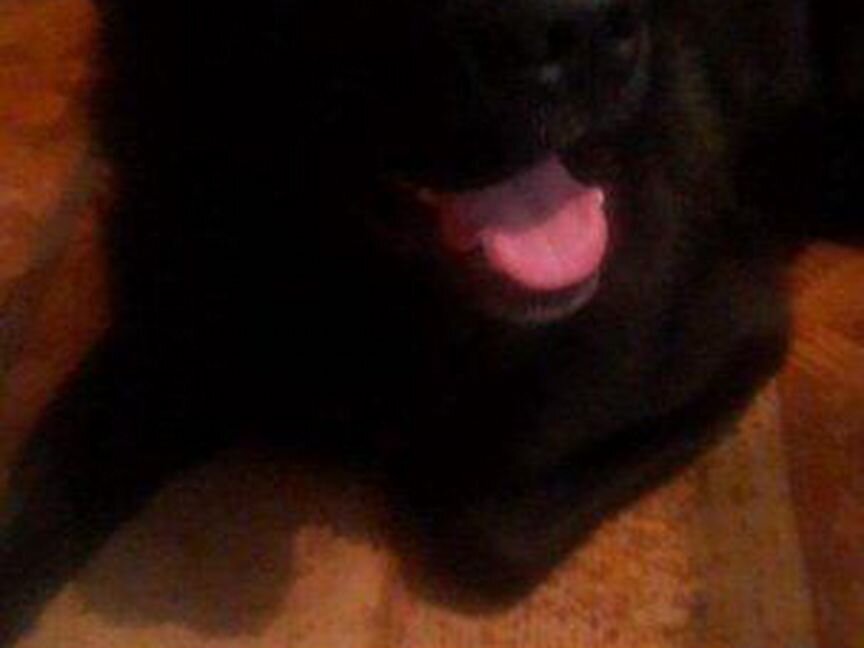 Алабай кобель