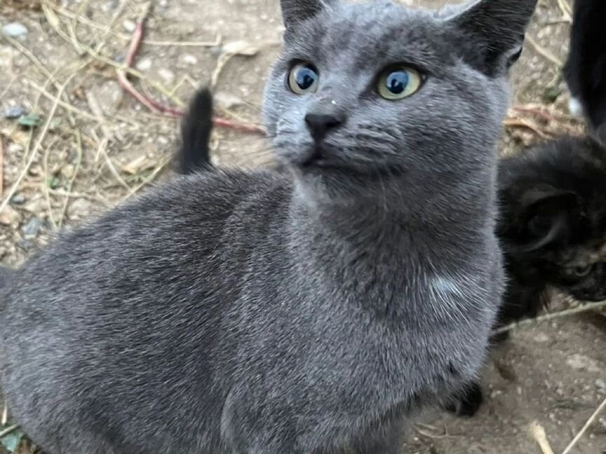 Выкинули котенка