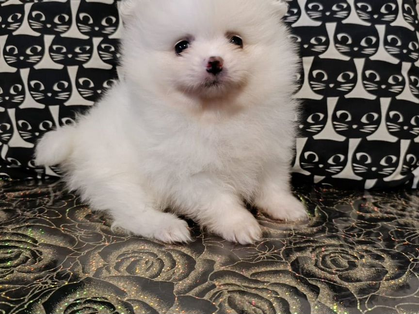 Померанский шпиц щенки