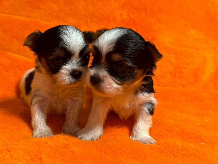 Щенки бивер йорка мини