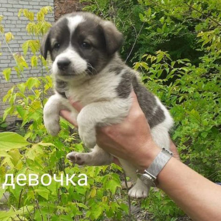 Щенки