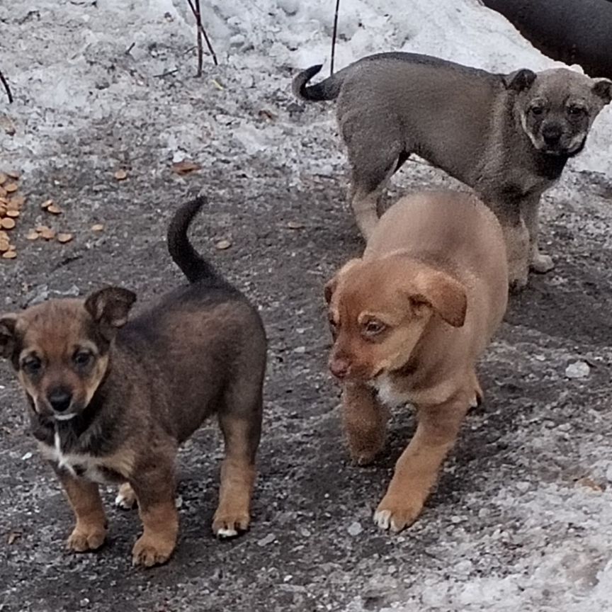 Щенок в добрые руки