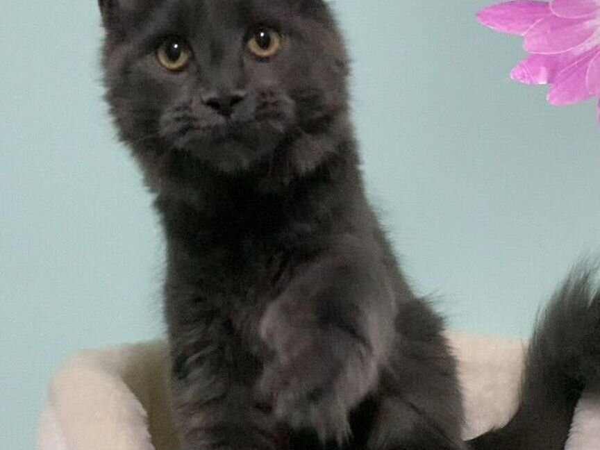 Мейн-кун котята полидакт голубая, черный дым