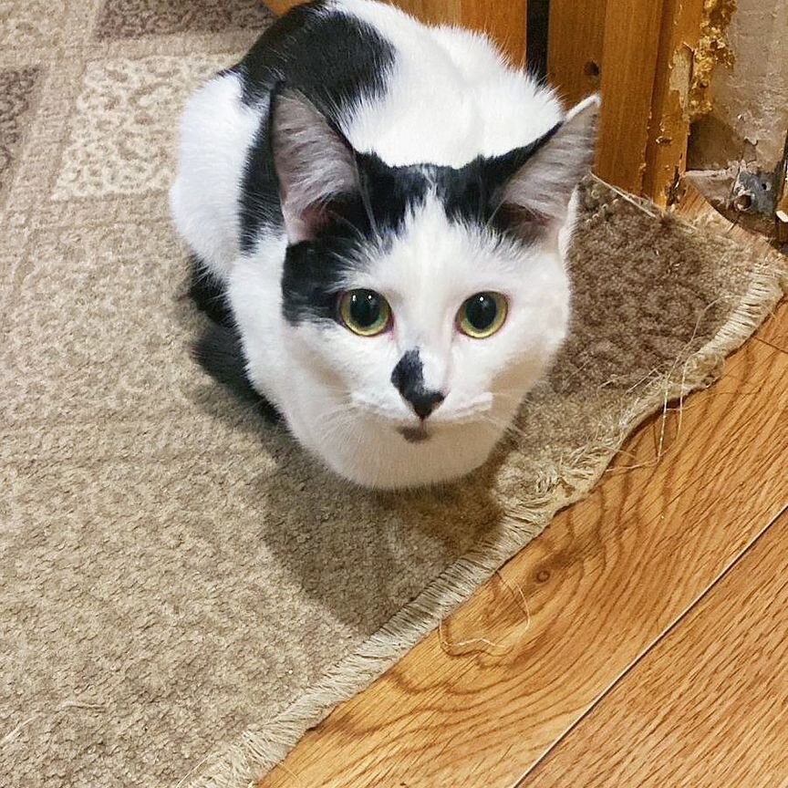 Кошечку выбрасывают на улицу