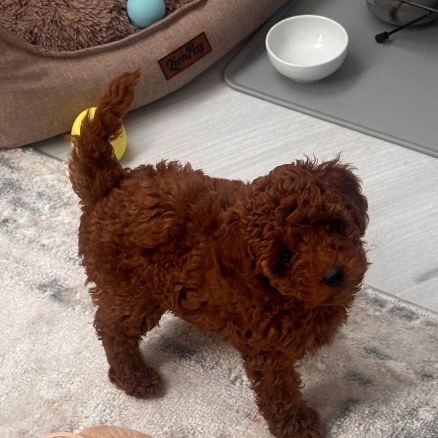 Очаровательные щенки мальтипу