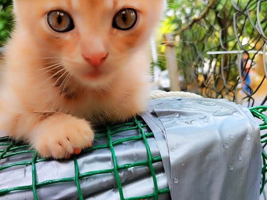 В нежные руки котю - малыша (котёнок мальчик )