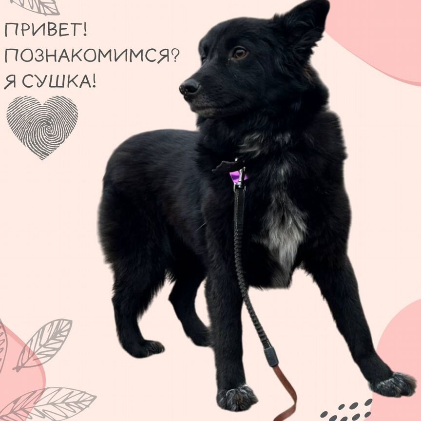 Взрослая собака в добрые руки