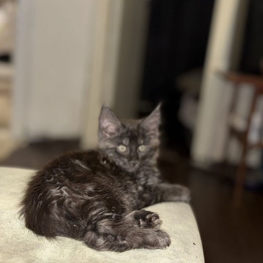 Мейн-кун котёнок