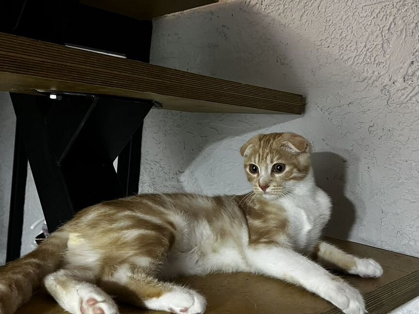 Подросток активист ищет дом