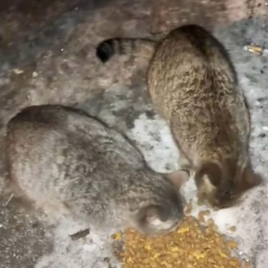 Кошки на трубах нужны передержки