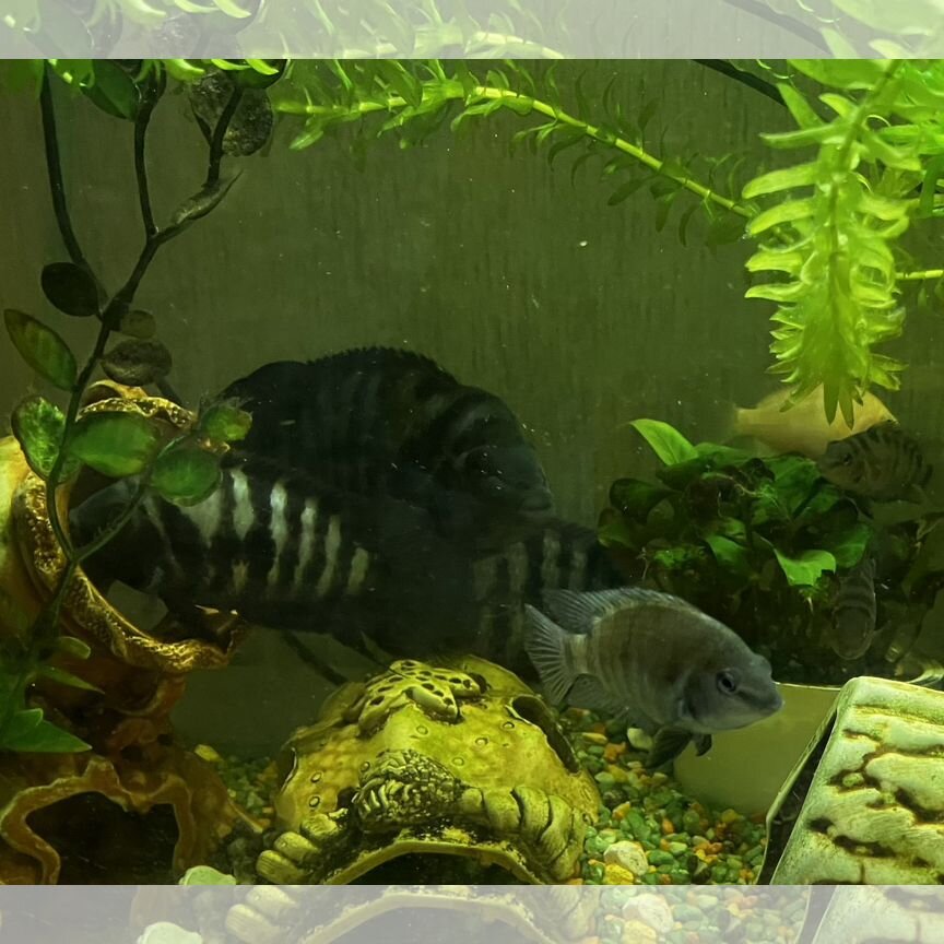 Цихлазома чернополосая