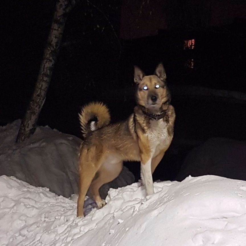 Кобель для вязки западно-сибирская лайка зсл